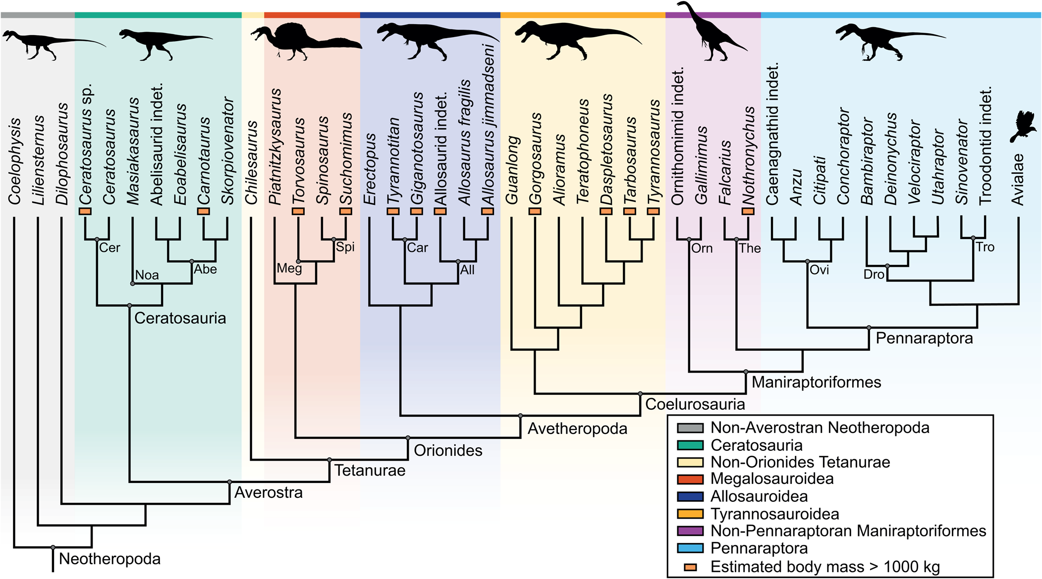 Evolution de la morphologie du fémur des théropodes – Dinozoïque ...