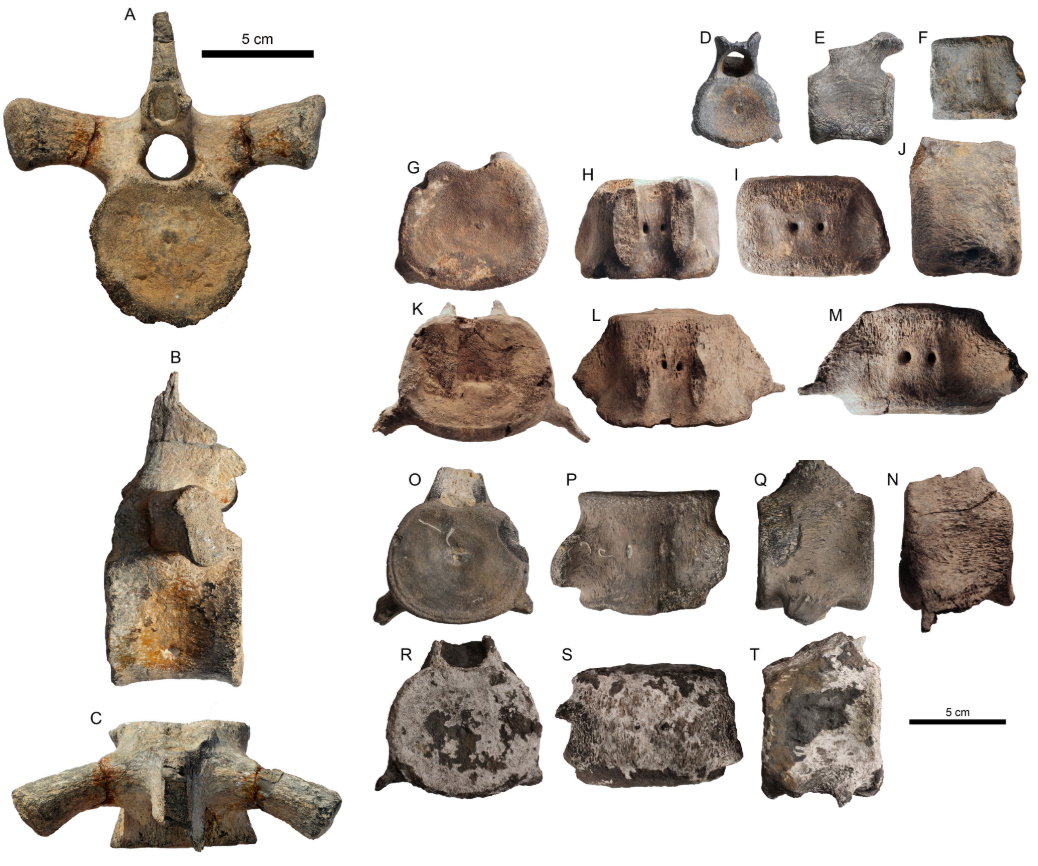 Redescription d’un spécimen et nouveau matériel de Muraenosaurus ...