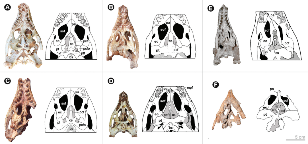 Nouvelle espèce de crocodylomorphe : Caipirasuchus catanduvensis ...