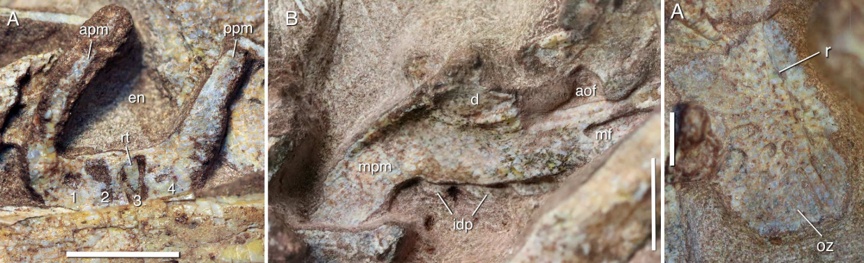 Nouvel archosauriforme : Marcianosuchus – Dinozoïque : Tratayenia et ...