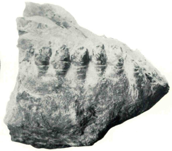 Phylogénie des ornithischiens – Dinozoïque : Tratayenia et ses compères