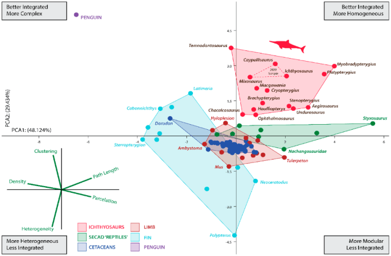 Evolution des nageoires des ichthyosauromorphes – Dinozoïque ...