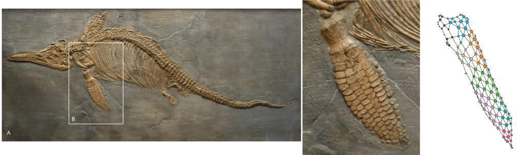 Evolution des nageoires des ichthyosauromorphes – Dinozoïque ...