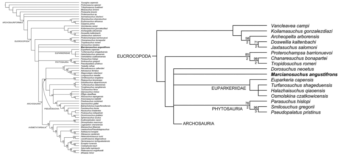 Nouvel archosauriforme : Marcianosuchus – Dinozoïque : Tratayenia et ...