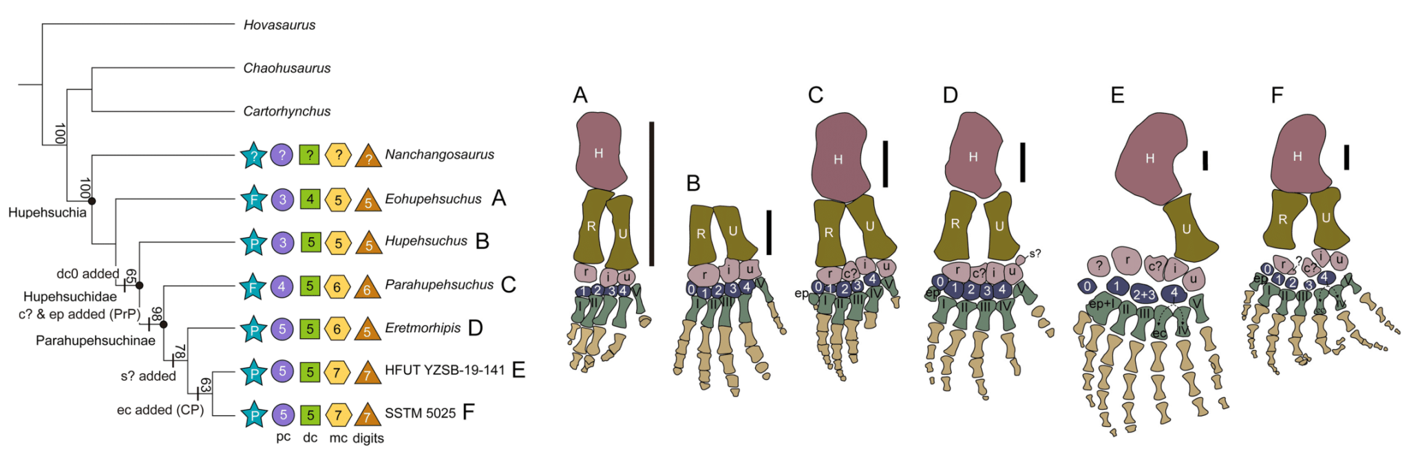 Evolution des nageoires des ichthyosauromorphes – Dinozoïque ...