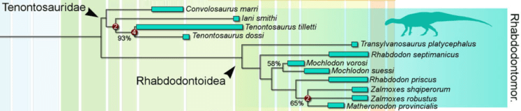 Phylogénie des ornithischiens – Dinozoïque : Tratayenia et ses compères