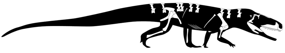 Nouvel archosauriforme : Marcianosuchus – Dinozoïque : Tratayenia et ...