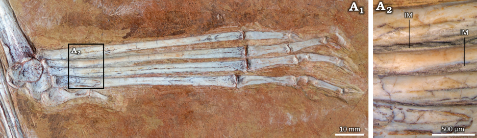 Analyse de la cheville de Pterodaustro – Dinozoïque : Tratayenia et ses ...