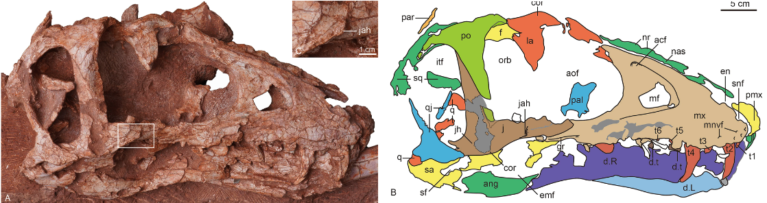 Nouveau tyrannosauridé : Asiatyrannus – Dinozoïque : Tratayenia et ses ...