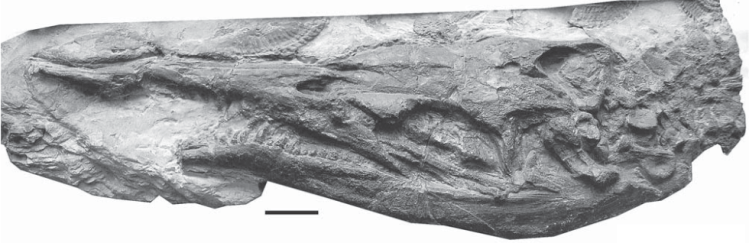 Révision taxonomique de Xinpusaurus – Dinozoïque : Tratayenia et ses ...