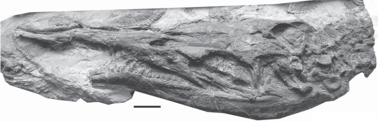 Révision taxonomique de Xinpusaurus – Dinozoïque : Tratayenia et ses ...