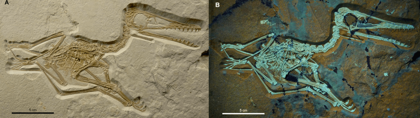 Nouveau ptérosaure : Propterodactylus – Dinozoïque : Tratayenia et ses ...