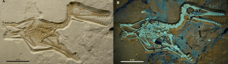 Nouveau ptérosaure : Propterodactylus – Dinozoïque : Tratayenia et ses ...