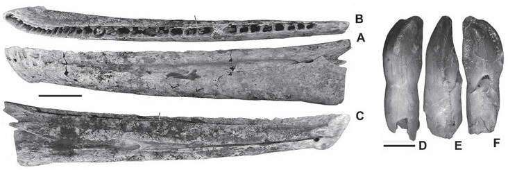 Nouvelle espèce de troodontidé : Urbacodon norelli – Dinozoïque ...