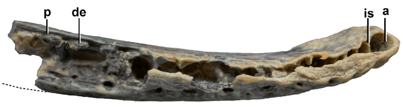 Nouvelle espèce de troodontidé : Urbacodon norelli – Dinozoïque ...