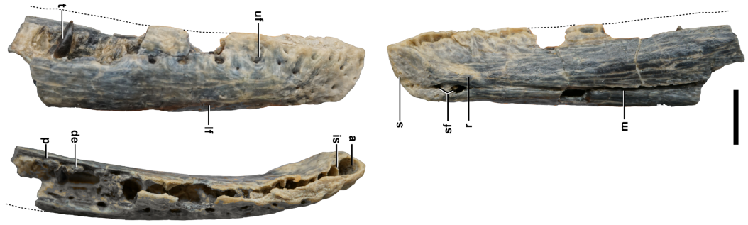 Nouvelle espèce de troodontidé : Urbacodon norelli – Dinozoïque ...
