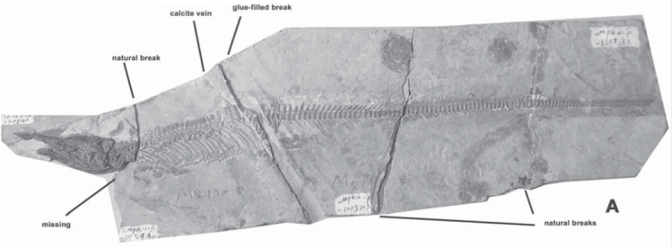 Révision taxonomique de Xinpusaurus – Dinozoïque : Tratayenia et ses ...
