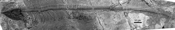 Révision taxonomique de Xinpusaurus – Dinozoïque : Tratayenia et ses ...