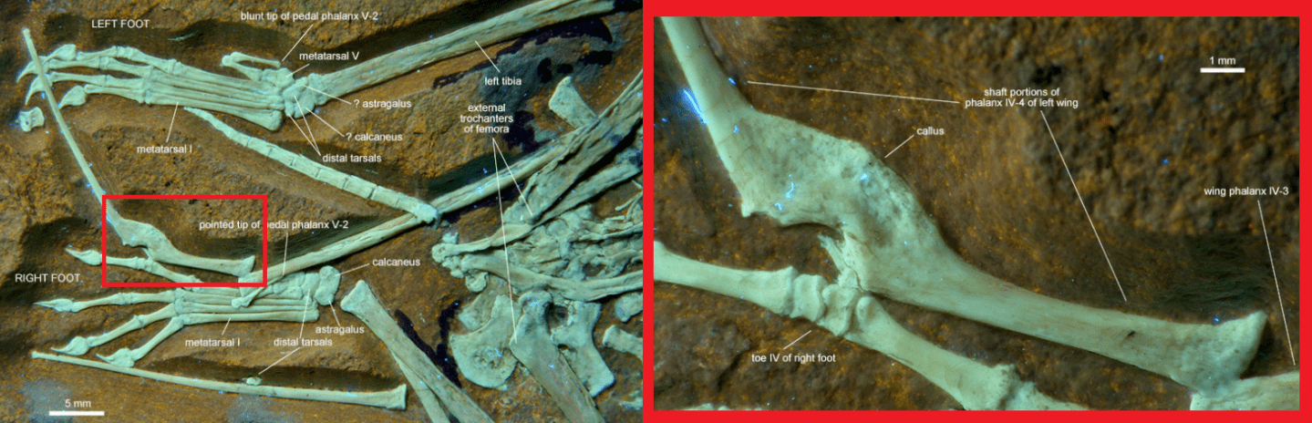 Nouveau ptérosaure : Propterodactylus – Dinozoïque : Tratayenia et ses ...