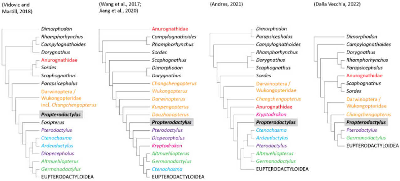 Nouveau ptérosaure : Propterodactylus – Dinozoïque : Tratayenia et ses ...