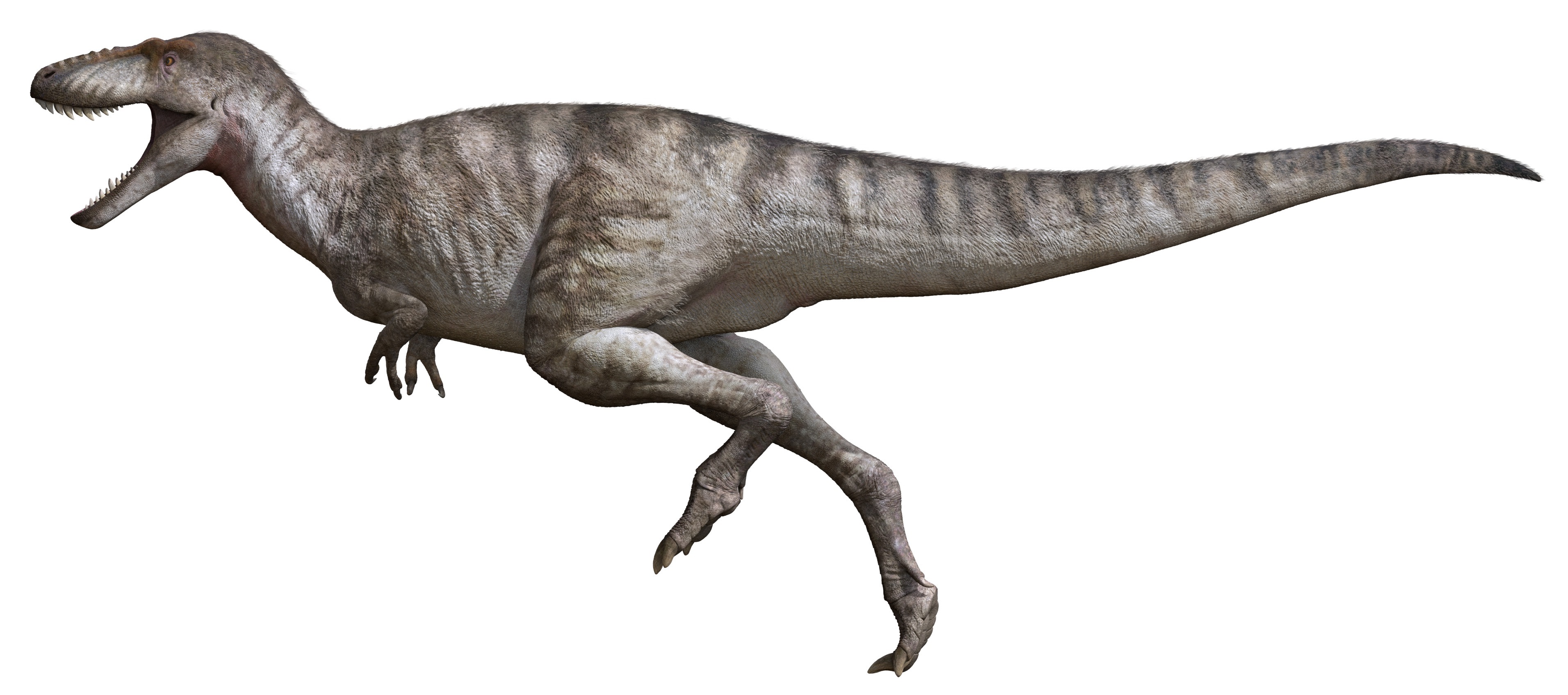Nouveau tyrannosauridé : Asiatyrannus – Dinozoïque : Tratayenia et ses ...