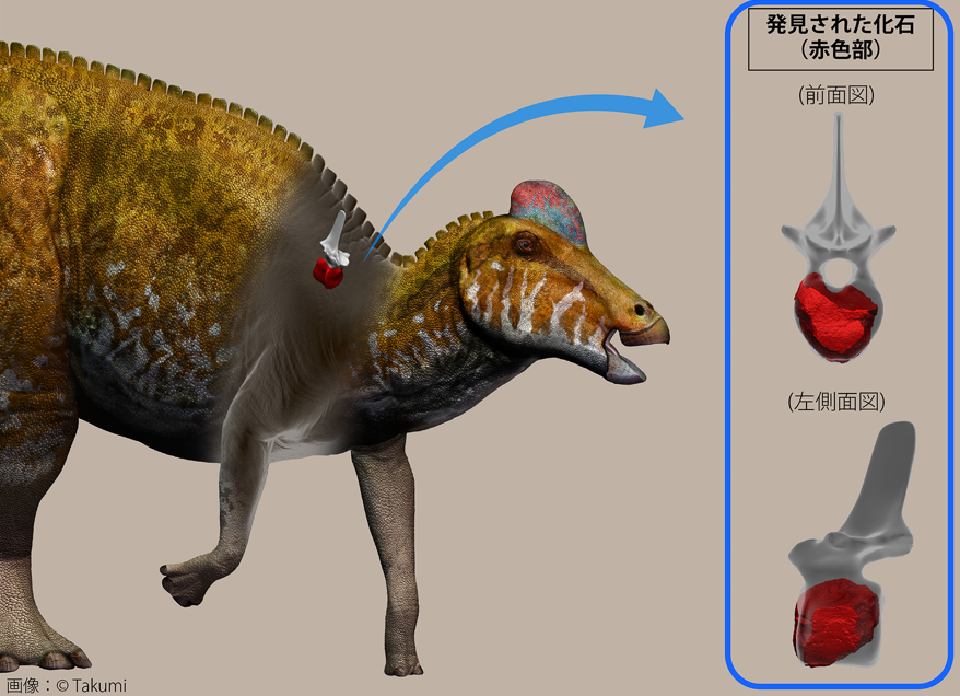 Nouveau matériel d’ornithopode du Japon – Dinozoïque : Tratayenia et ...
