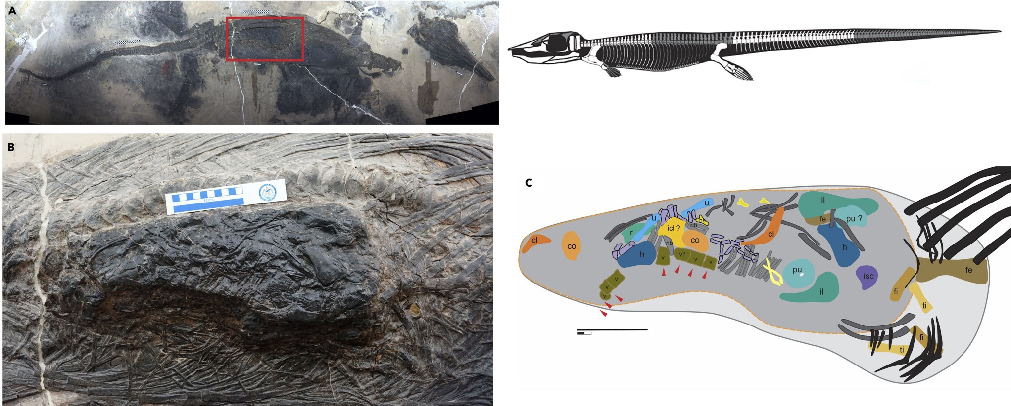 Révision taxonomique de Xinpusaurus – Dinozoïque : Tratayenia et ses ...