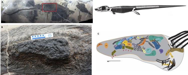 Révision taxonomique de Xinpusaurus – Dinozoïque : Tratayenia et ses ...
