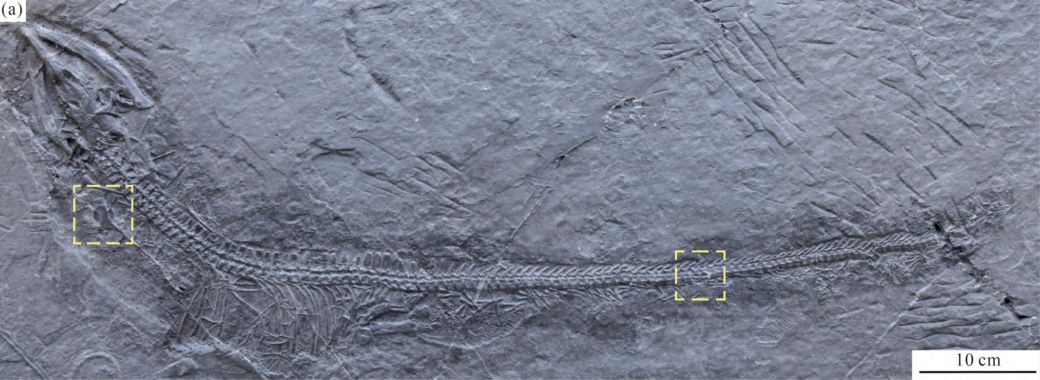 Révision taxonomique de Xinpusaurus – Dinozoïque : Tratayenia et ses ...
