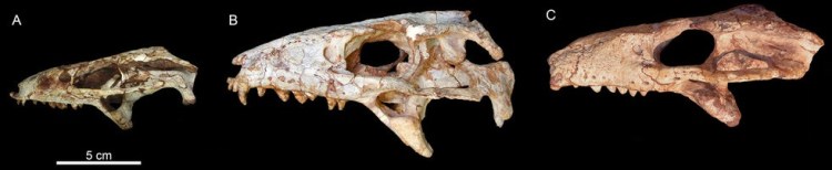 Remplacement dentaire de Caipirasuchus – Dinozoïque : Tratayenia et ses ...