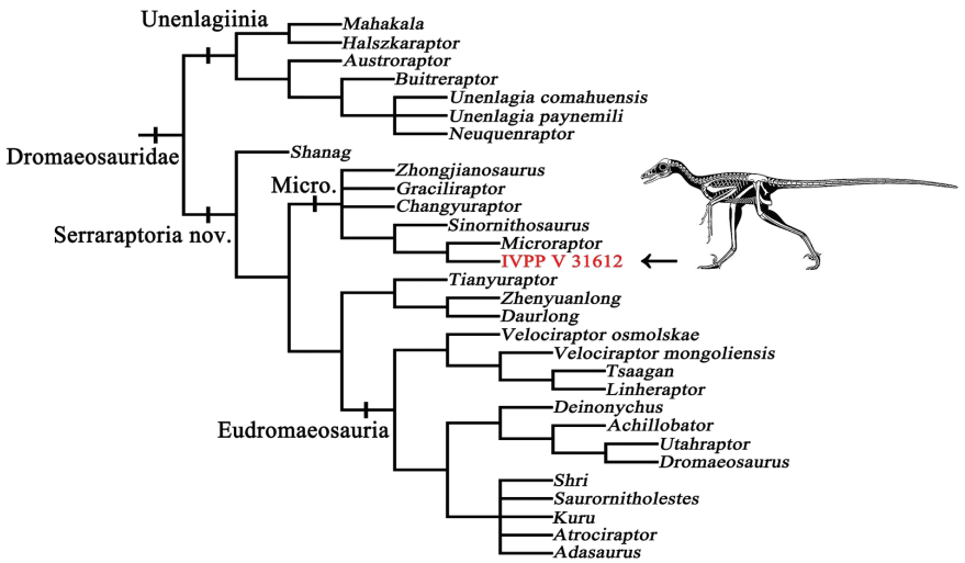 Nouveau matériel de Microraptor ; Nouveau clade : Serraraptoria ...