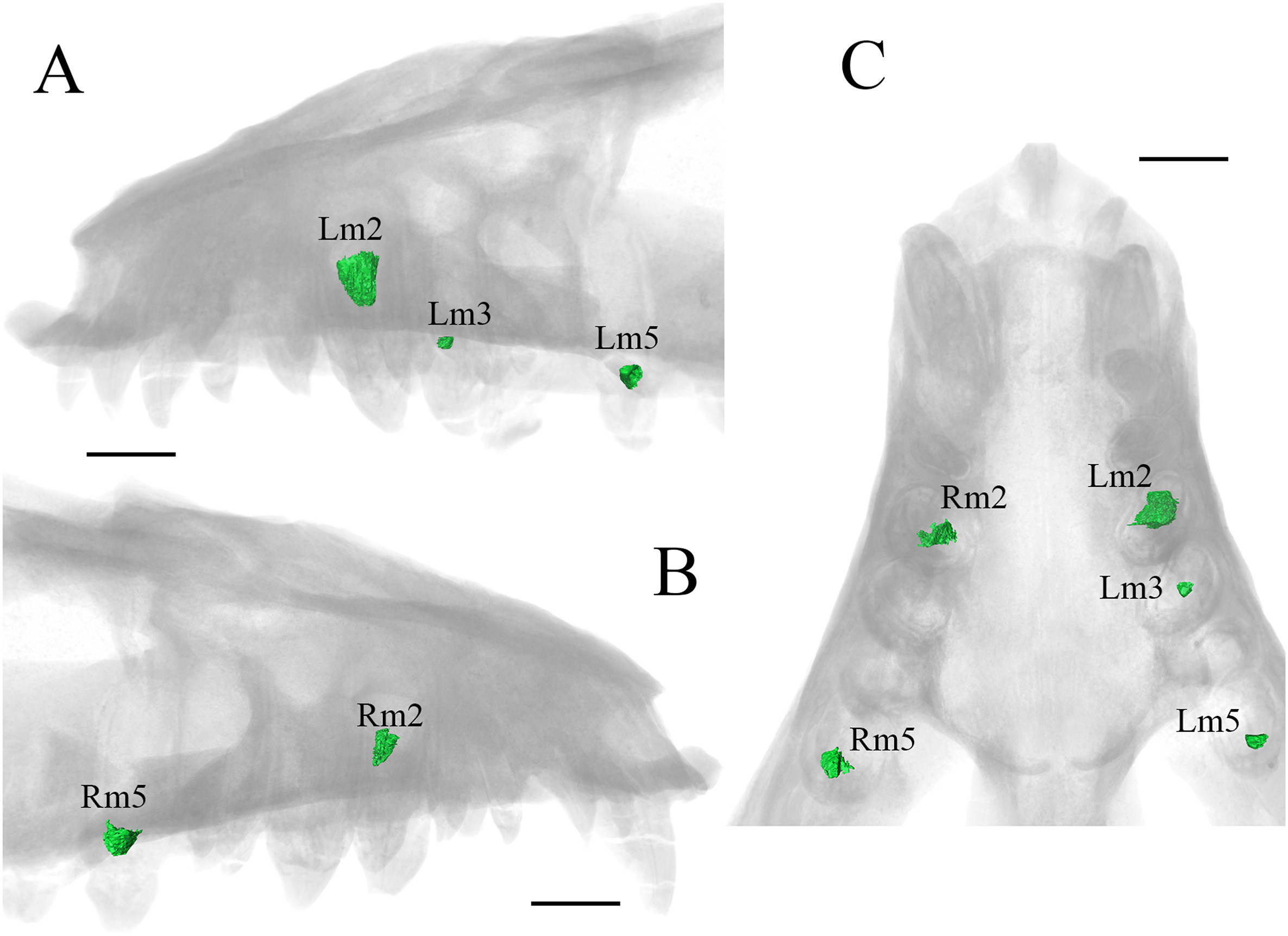 Remplacement dentaire de Caipirasuchus – Dinozoïque : Tratayenia et ses ...