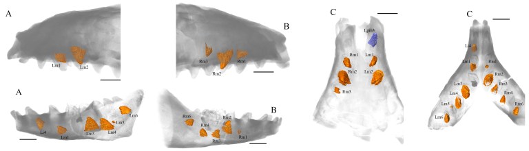 Remplacement dentaire de Caipirasuchus – Dinozoïque : Tratayenia et ses ...