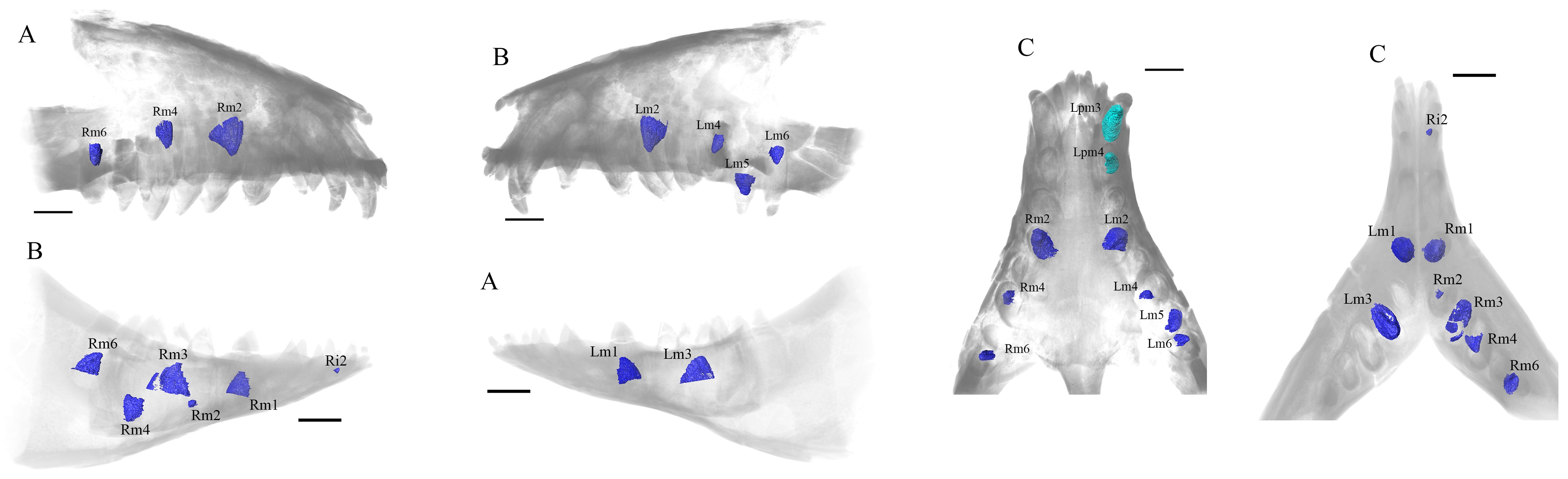 Remplacement dentaire de Caipirasuchus – Dinozoïque : Tratayenia et ses ...