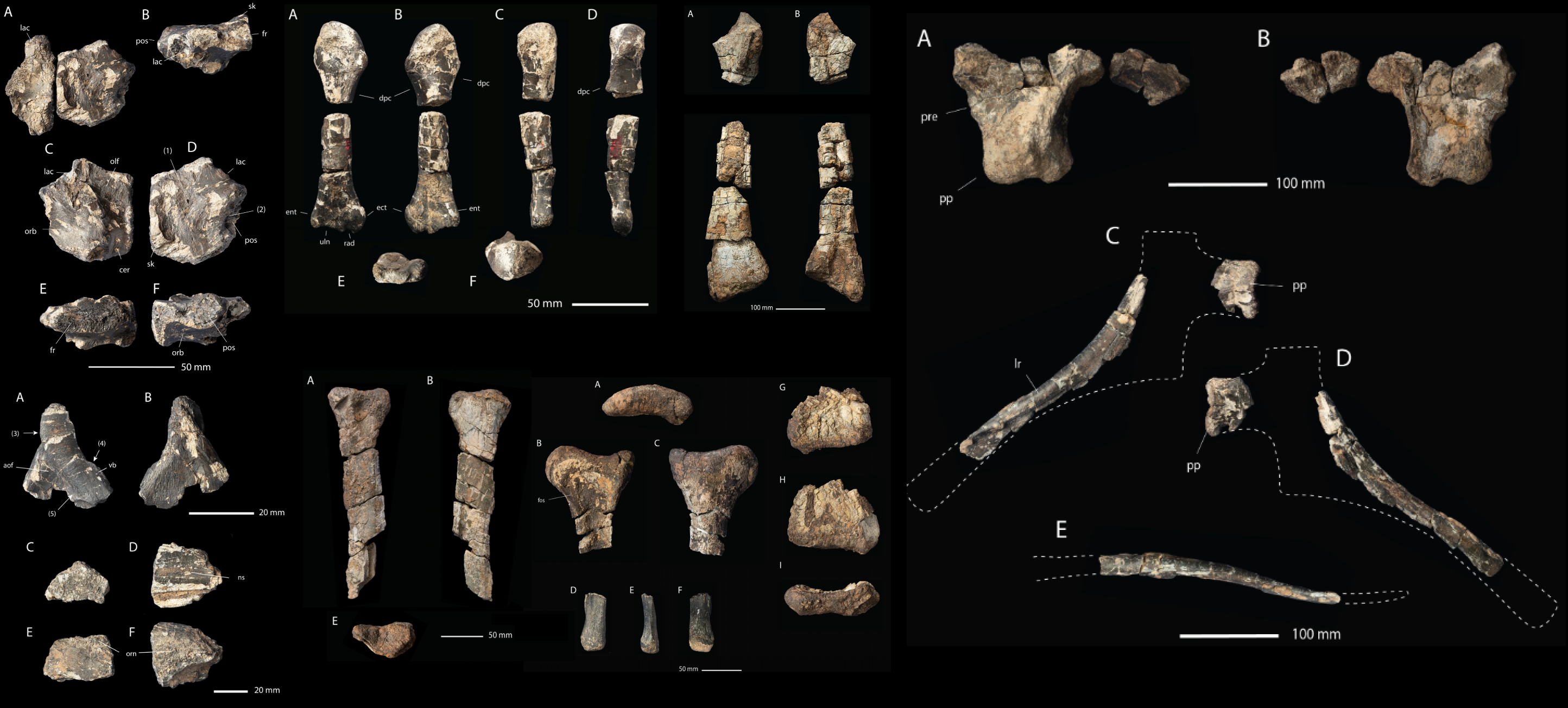 Nouvelle espèce de tyrannosauridé : Labocania aguillonae – Dinozoïque ...