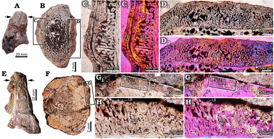 Pathologies chez Tarjadia et Aetosauroides – Dinozoïque : Tratayenia et ...