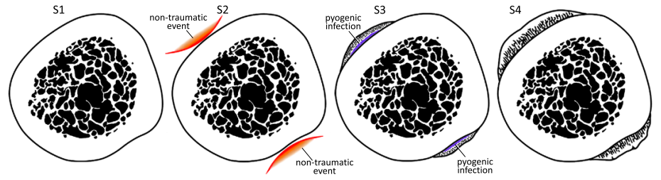 Pathologies chez Tarjadia et Aetosauroides – Dinozoïque : Tratayenia et ...