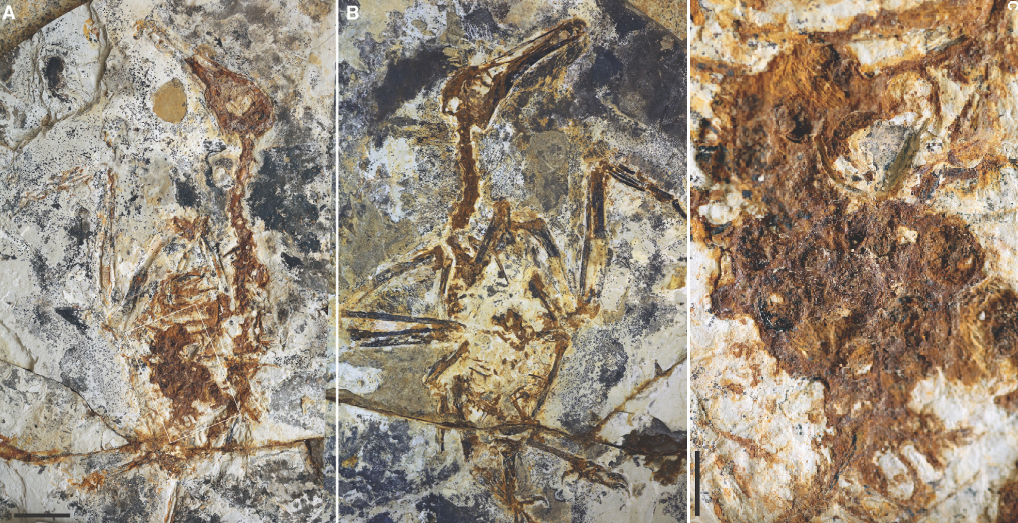 Nouveau spécimen et écologie alimentaire de Longipteryx – Dinozoïque ...