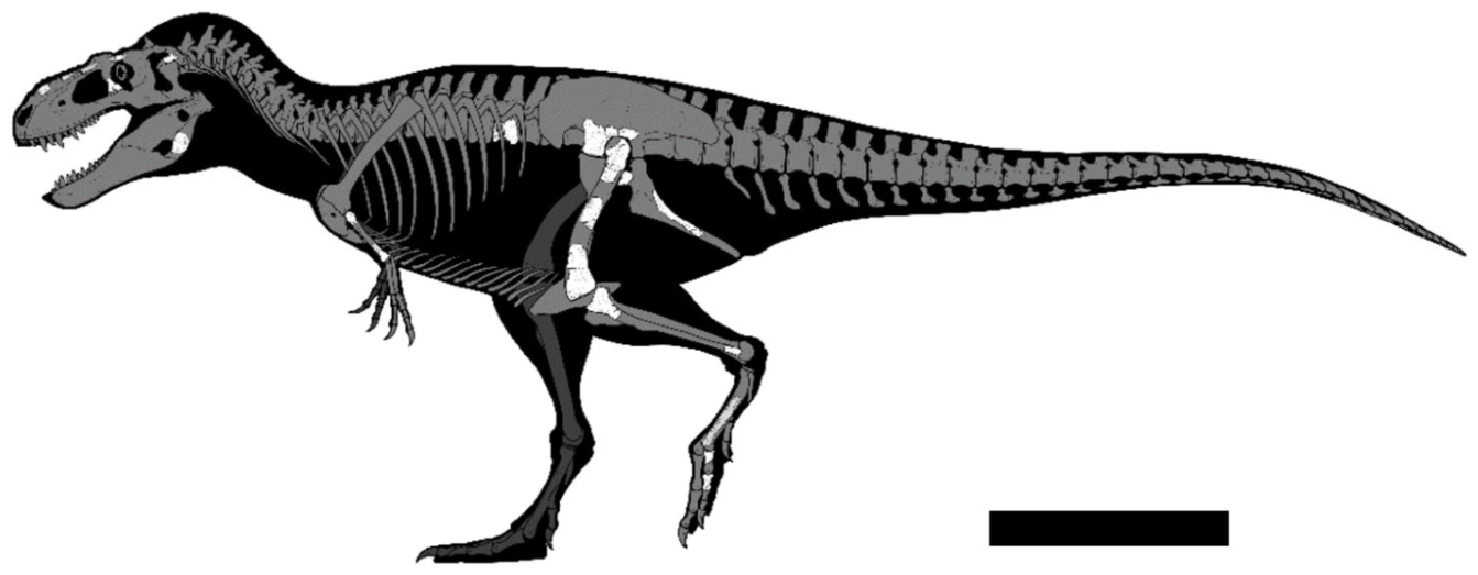 Nouvelle espèce de tyrannosauridé : Labocania aguillonae – Dinozoïque ...