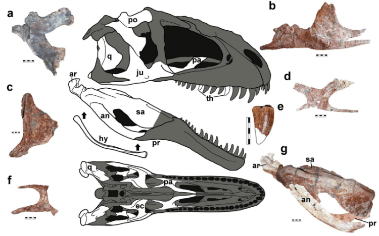 Nouveau matériel de Taurovenator – Dinozoïque : Tratayenia et ses compères