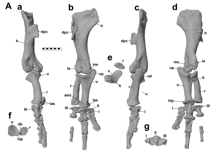 Nouveau matériel de Taurovenator – Dinozoïque : Tratayenia et ses compères
