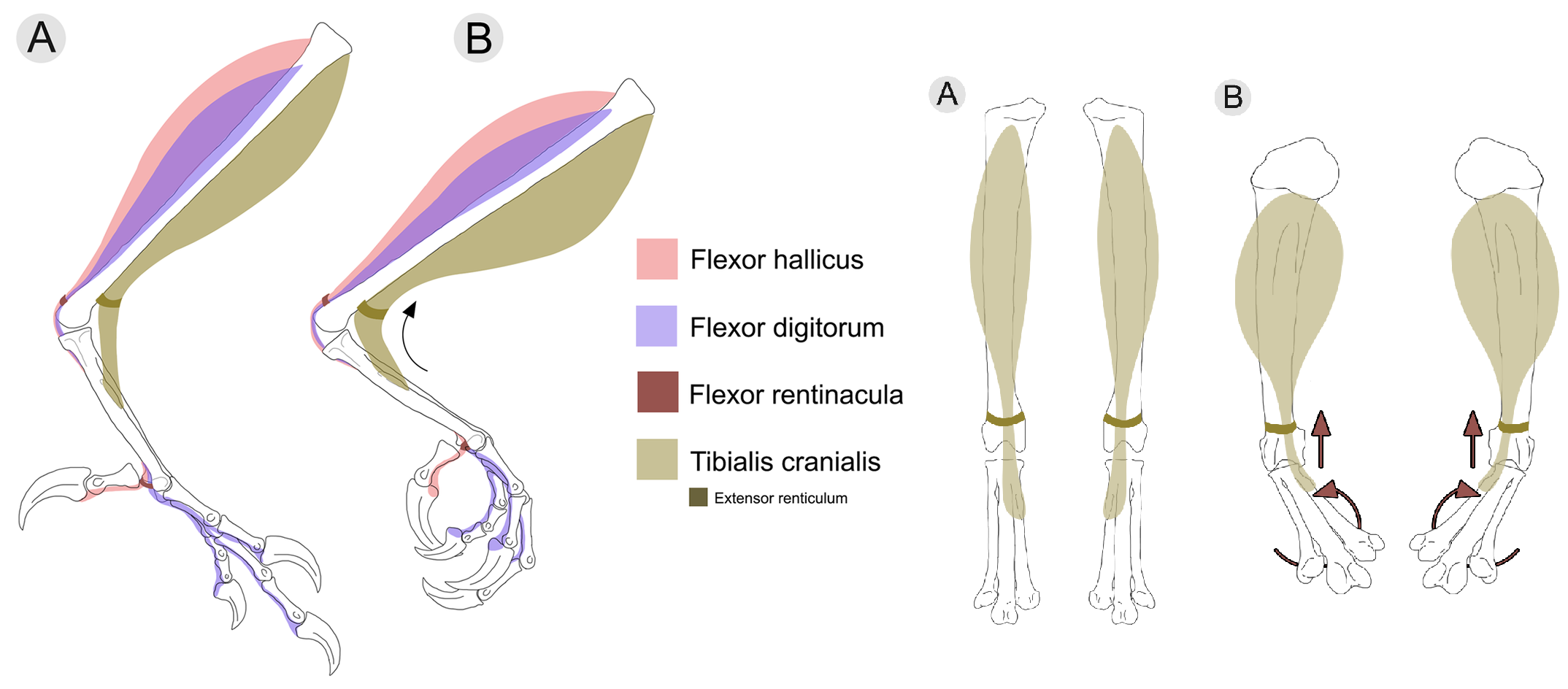 Nouvelle espèce d’énantiornithe : Avisaurus darwini – Dinozoïque ...