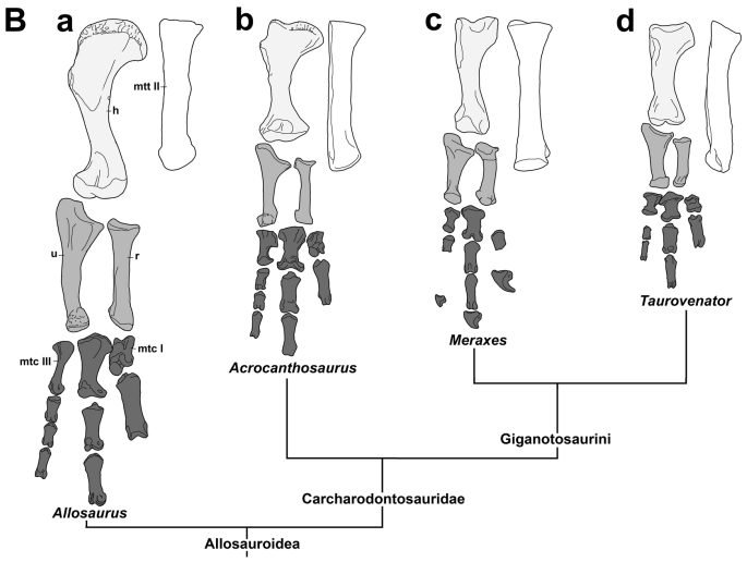 Nouveau matériel de Taurovenator – Dinozoïque : Tratayenia et ses compères