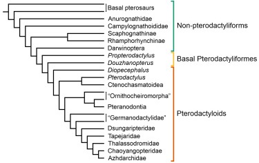 Evolution des mains et des pieds des ptérosaures – Dinozoïque ...
