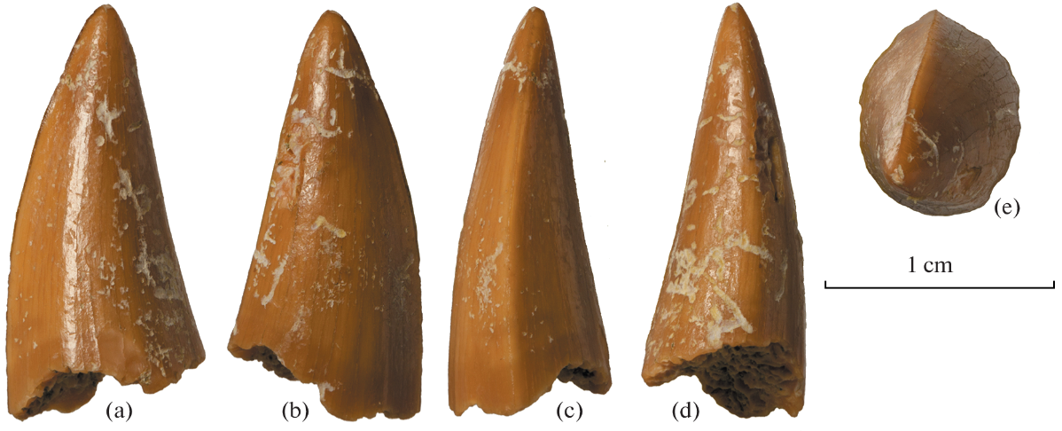 Nouveau matériel de Clidastes – Dinozoïque : Tratayenia et ses compères