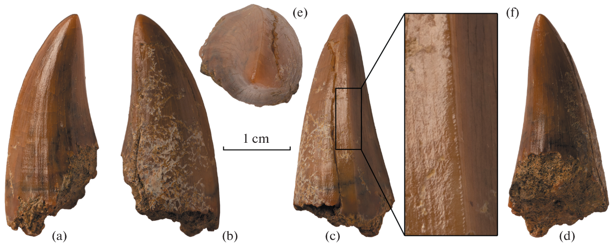 Nouveau matériel de Mosasaurus – Dinozoïque : Tratayenia et ses compères