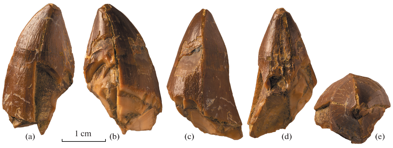 Nouveau matériel de Prognathodon – Dinozoïque : Tratayenia et ses compères