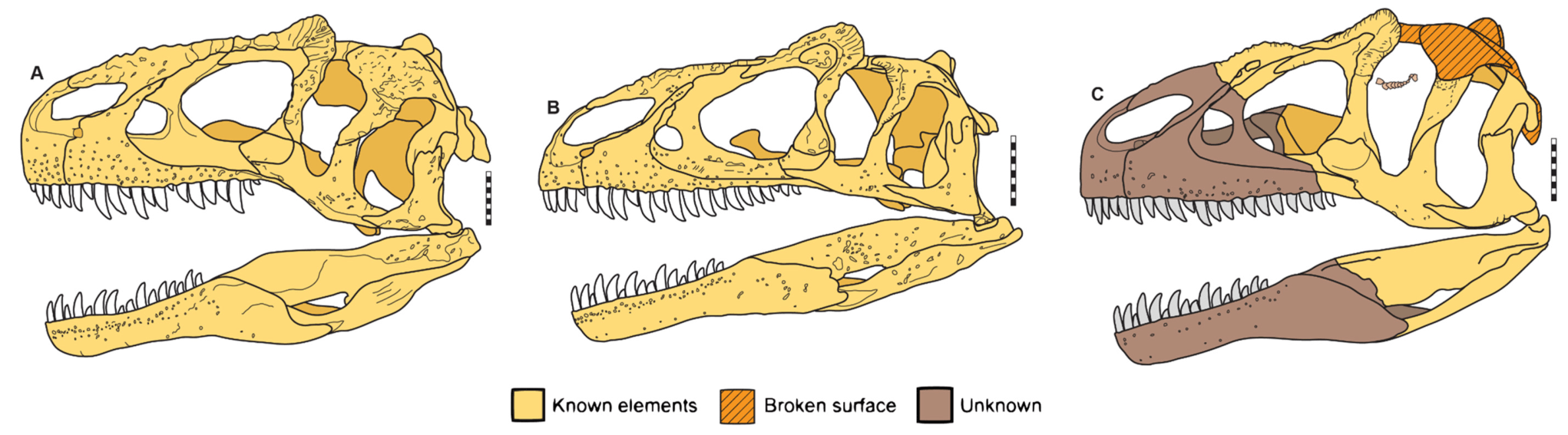 Redescription d’Allosaurus europaeus – Dinozoïque : Tratayenia et ses ...