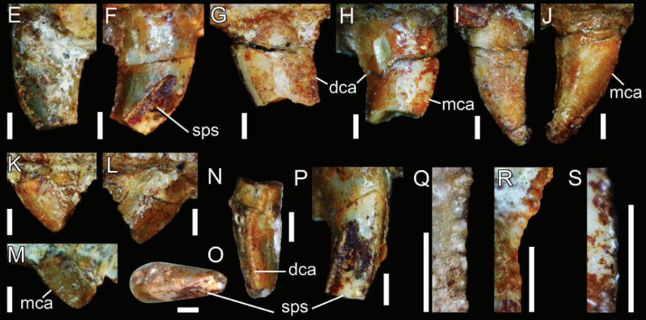 Redescription de Noasaurus – Dinozoïque : Tratayenia et ses compères