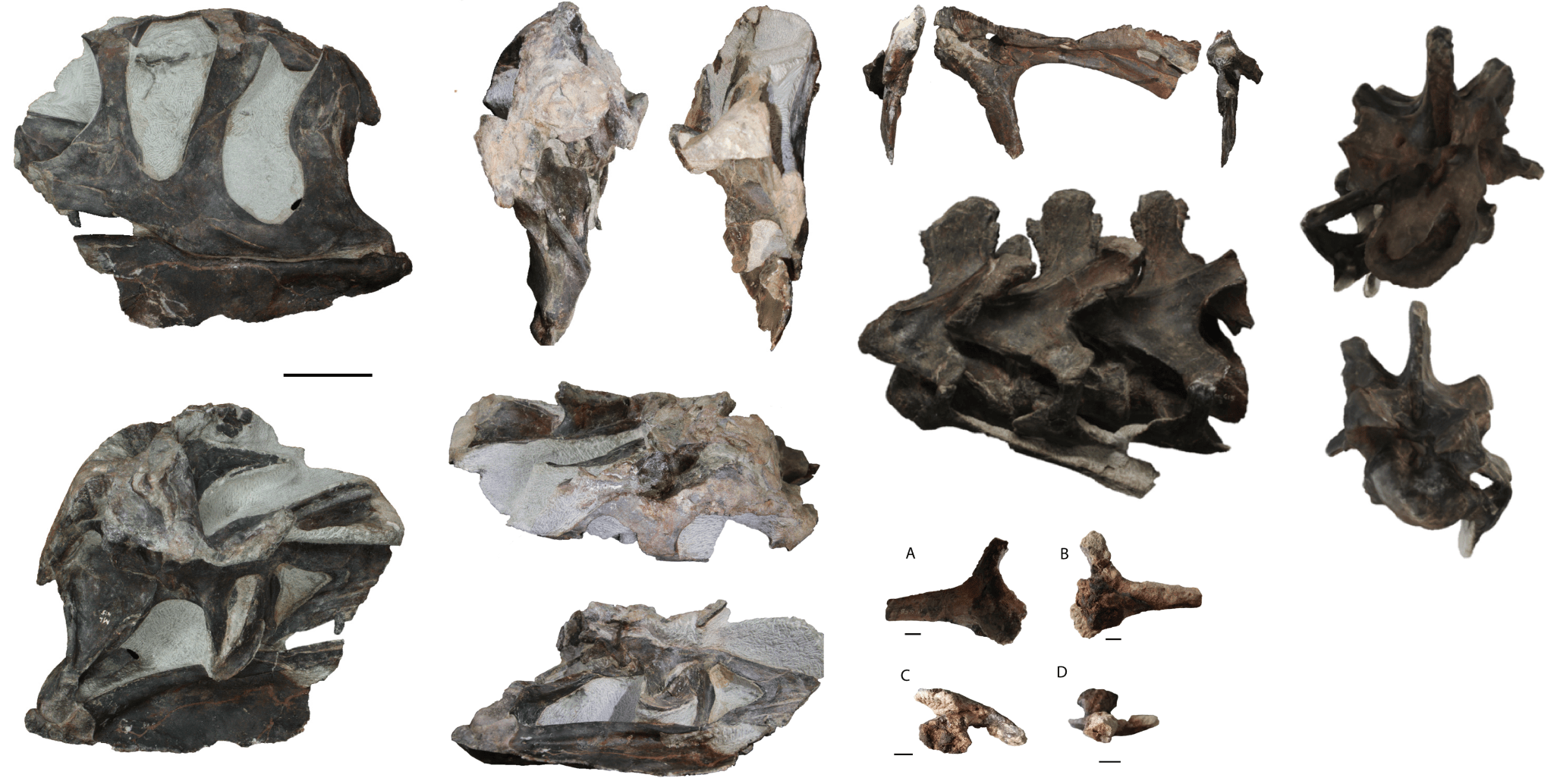Redescription d’Allosaurus europaeus – Dinozoïque : Tratayenia et ses ...